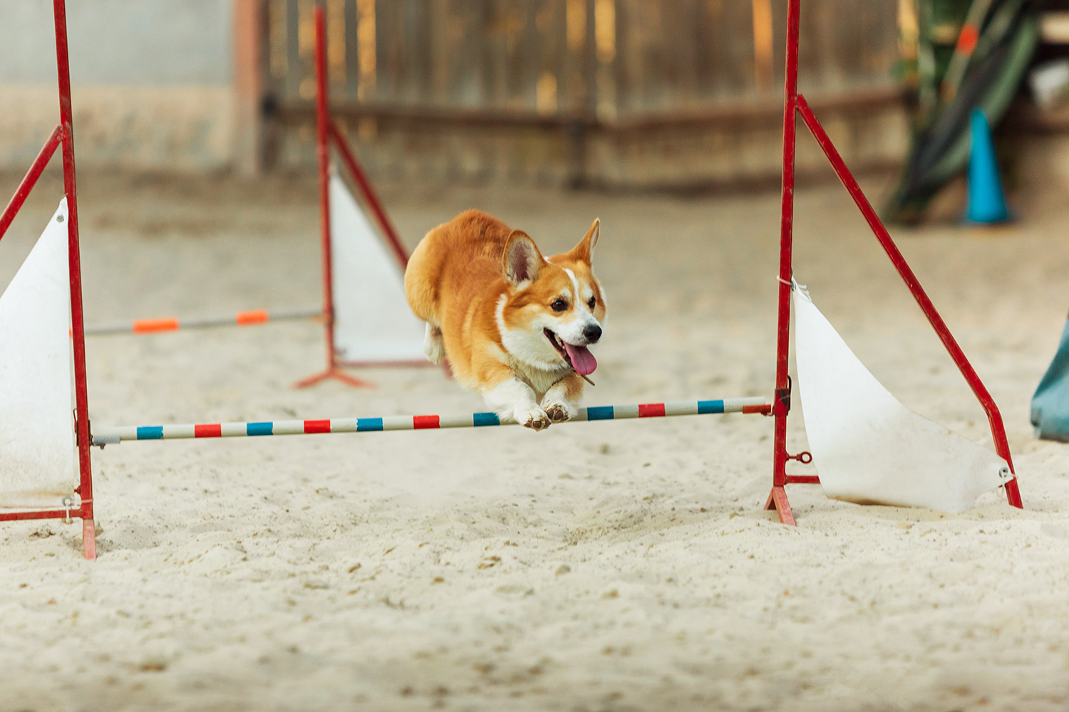 What to Expect at a Dog Show: A Tail-Wagging Day Out! - Lowveld Canine ...